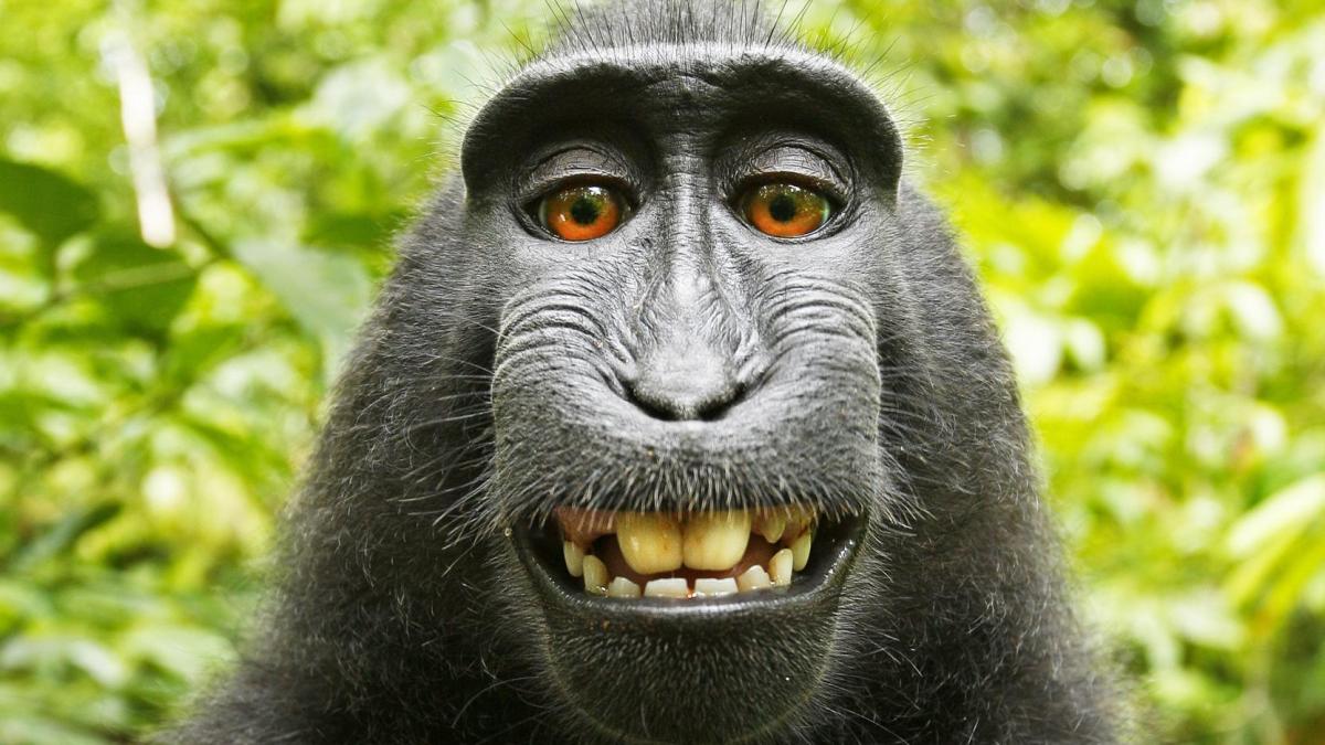 Makake-Affe mahnt unzulässige Veröffentlichung seiner Fotos ab ("Wir ...